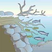 Timber! How letting trees fall into rivers may help native fish thrive ...