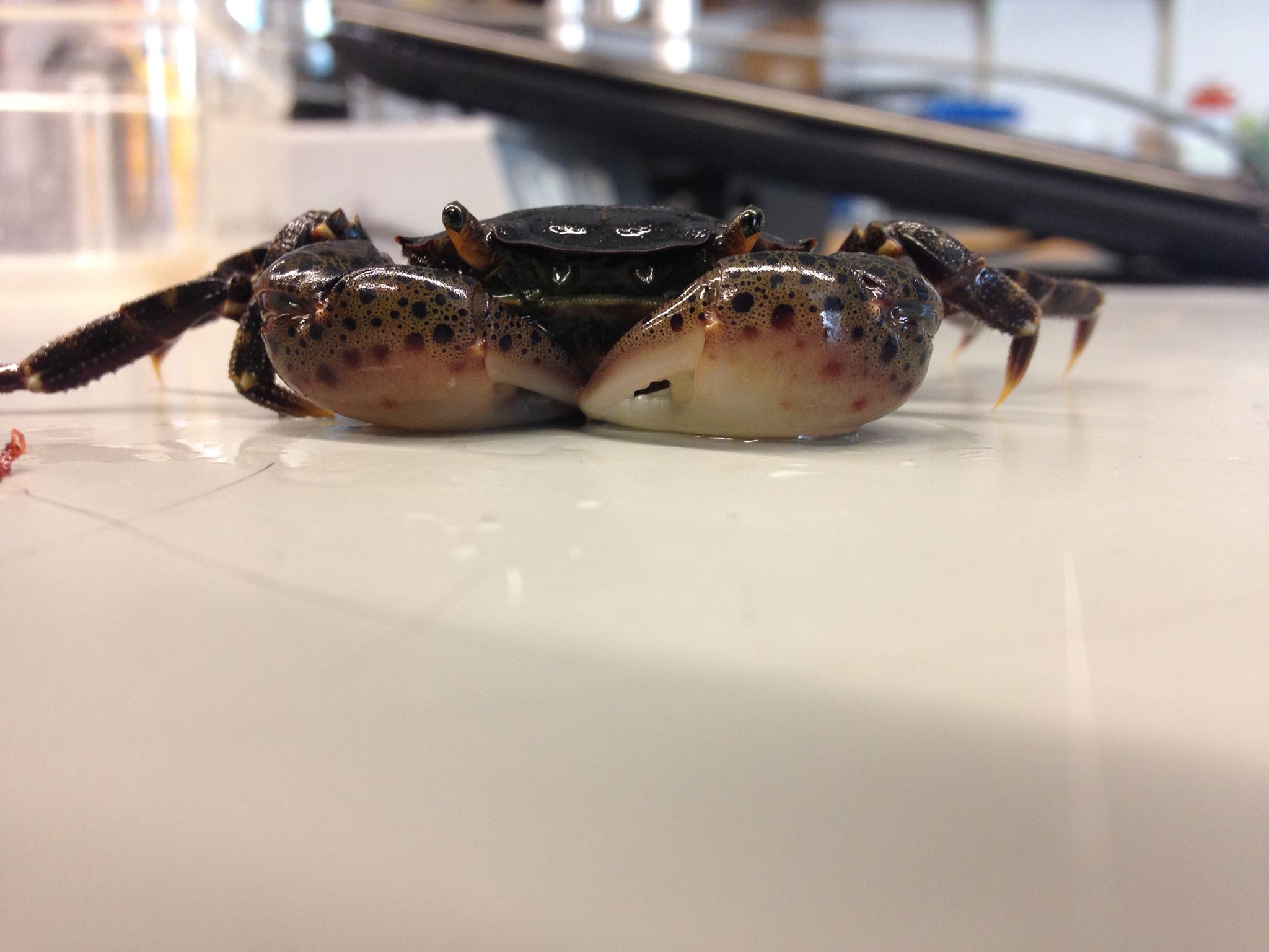 Invasive Asian shore crabs compete with juvenile lobsters for food and ...